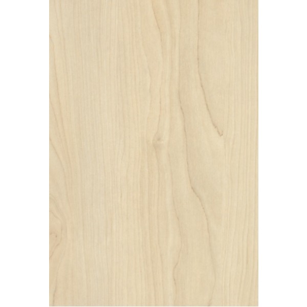 Mesteacan Nisip - Darel.ro